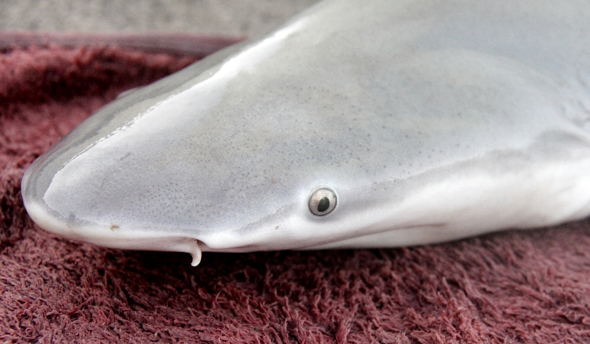 Sampling Speartooth Sharks On The Remote Lower Ord River Marine
